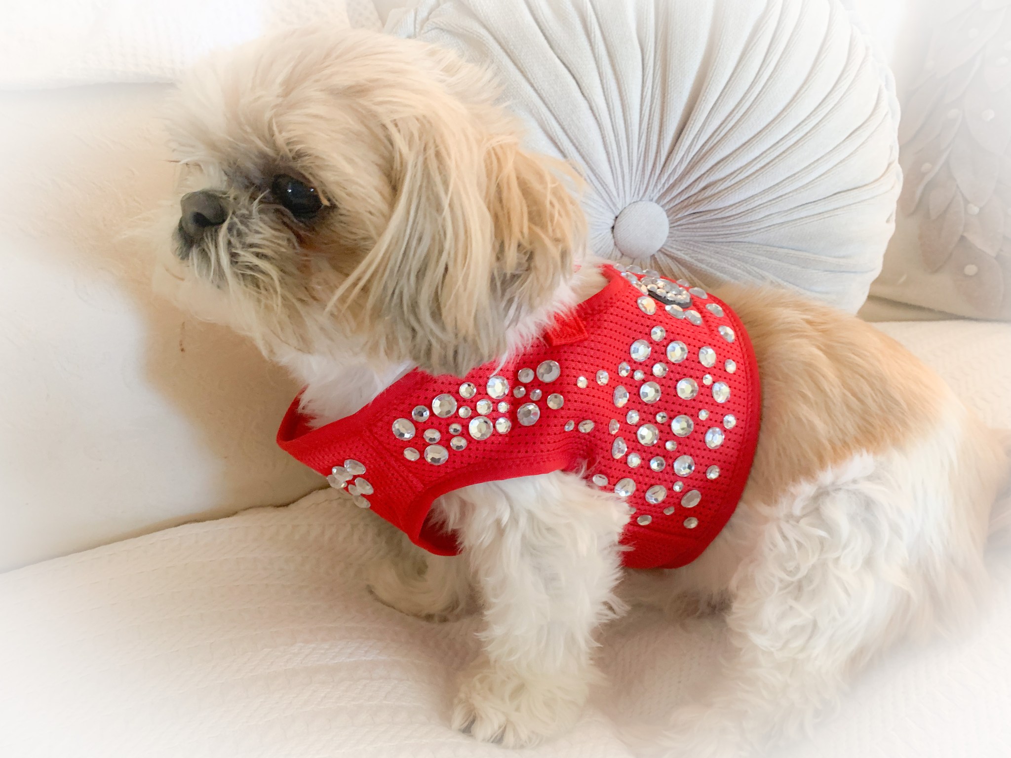 Bark Avenue Bling – Your Pets Deserve To Shine, Start With a Gem ...