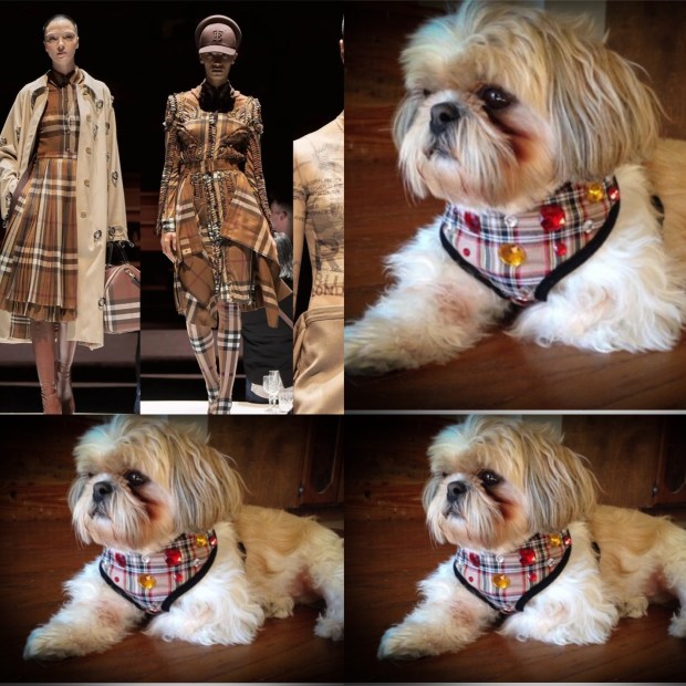 Bark Avenue Bling – Your Pets Deserve To Shine, Start With a Gem ...